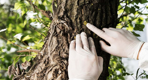 Services - treeinspections.net