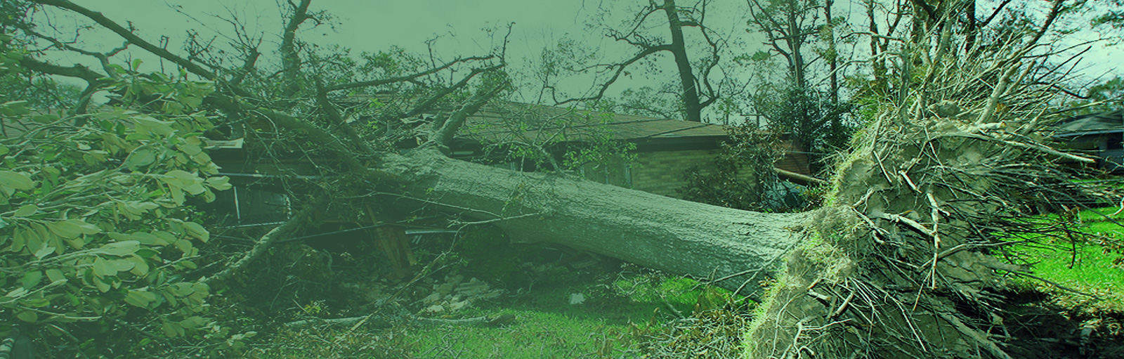 Home Page - treeinspections.net