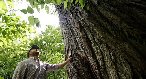 Services - treeinspections.net